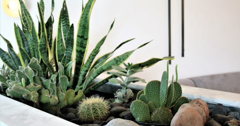 Feng Shui And Cacti: Finding Harmony With The Popular Prickly Plants +3 ...