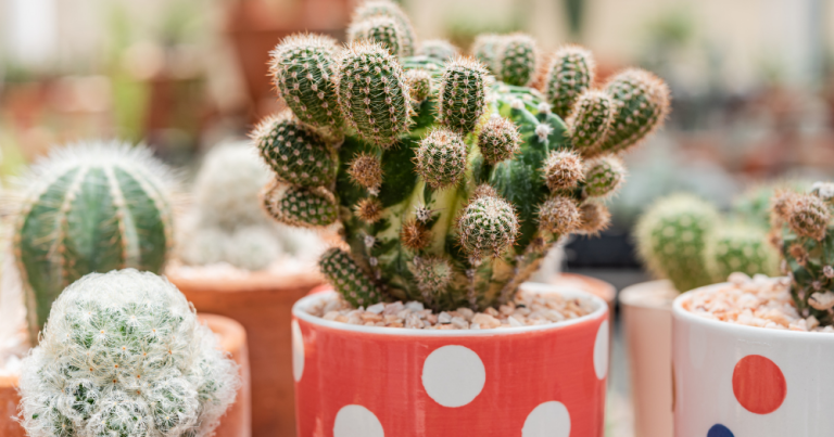 Feng Shui And Cacti: Finding Harmony With The Popular Prickly Plants +3 ...