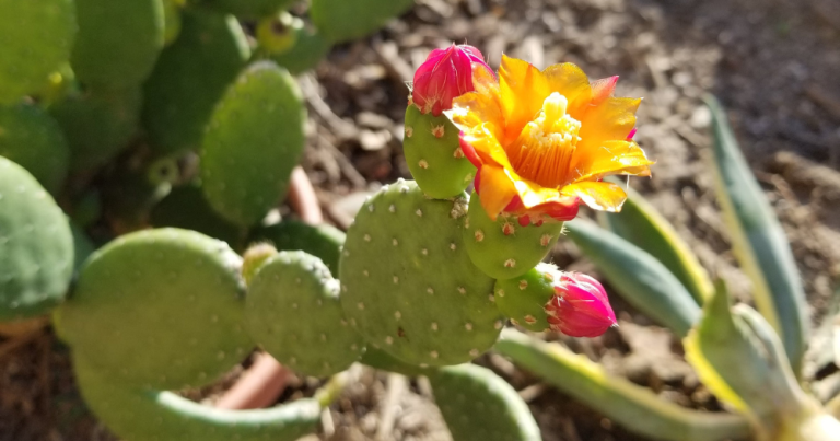 Why Is My Cactus Leaning To The Side? 6 Common Causes And Simple Solutions