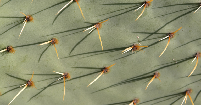 Feng Shui And Cacti: Finding Harmony With The Popular Prickly Plants +3 ...