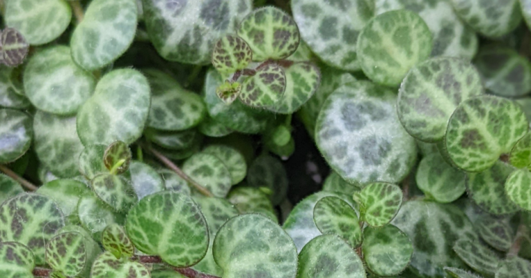 Peperomia Prostrata 'String Of Turtles': A Comprehensive Guide