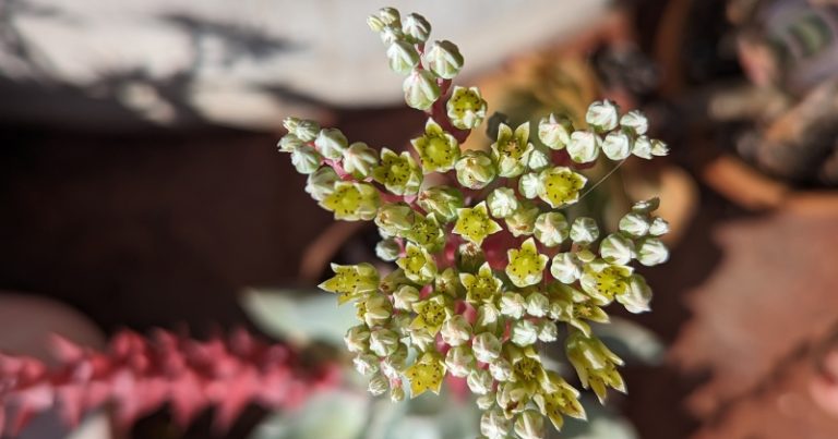 Dudleya: A Comprehensive Guide To Care And Conservation