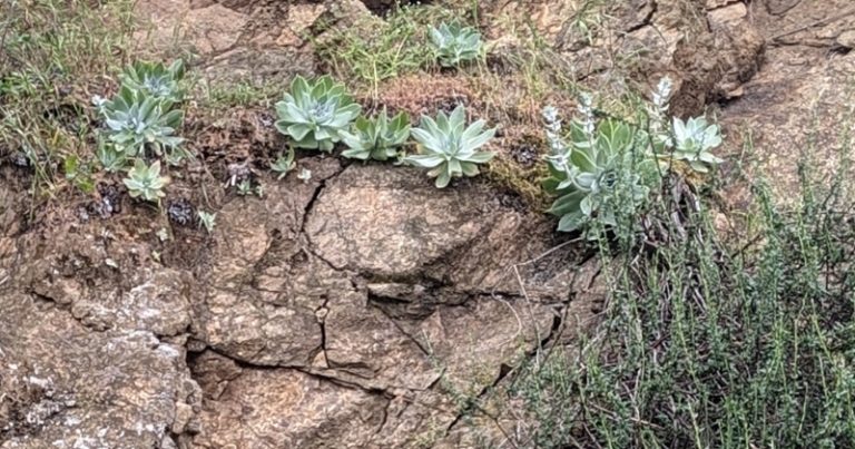 Dudleya: A Comprehensive Guide To Care And Conservation