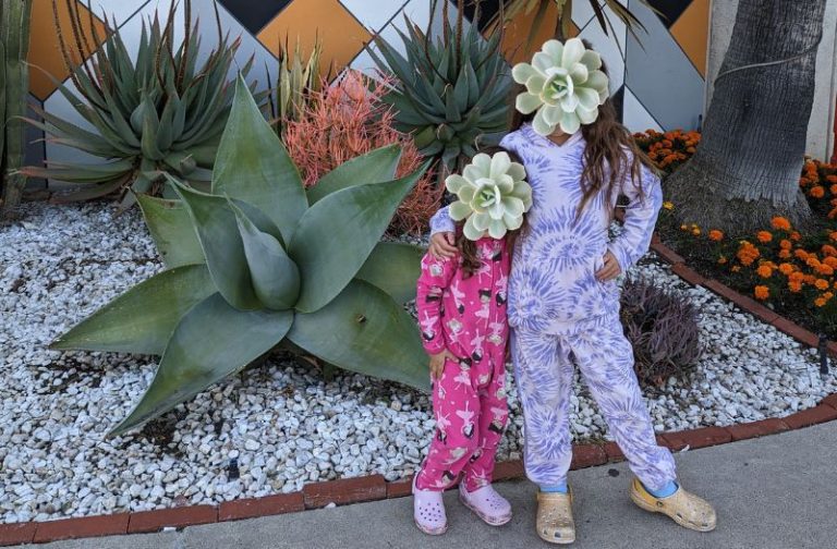 Kid-Friendly Easy Succulent Gardening Enrichment Activity