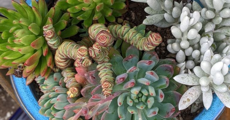4 Creative Succulent Arrangements To Spice Up Your Space
