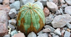 Euphorbia Obesa 'Baseball Plant': Comprehensive Succulent Care Guide