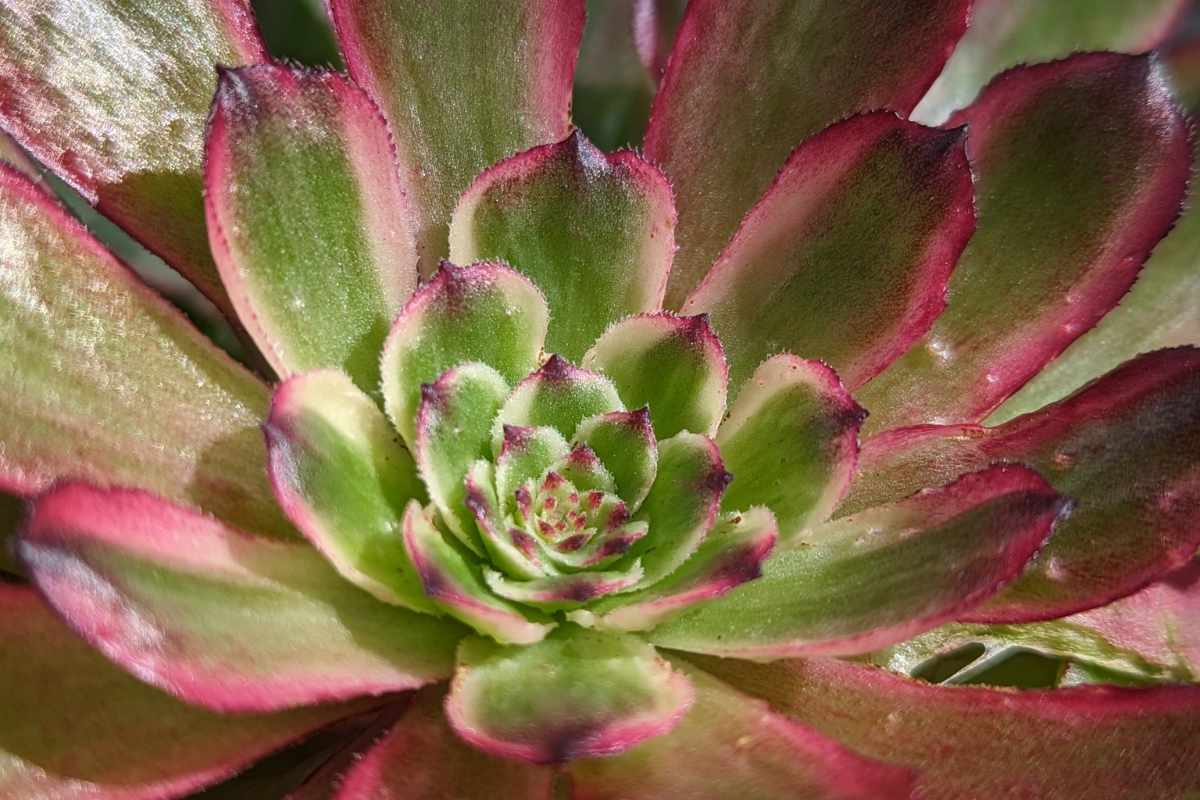 Aeonium: Comprehensive Care And Cultivation Guide (2023)