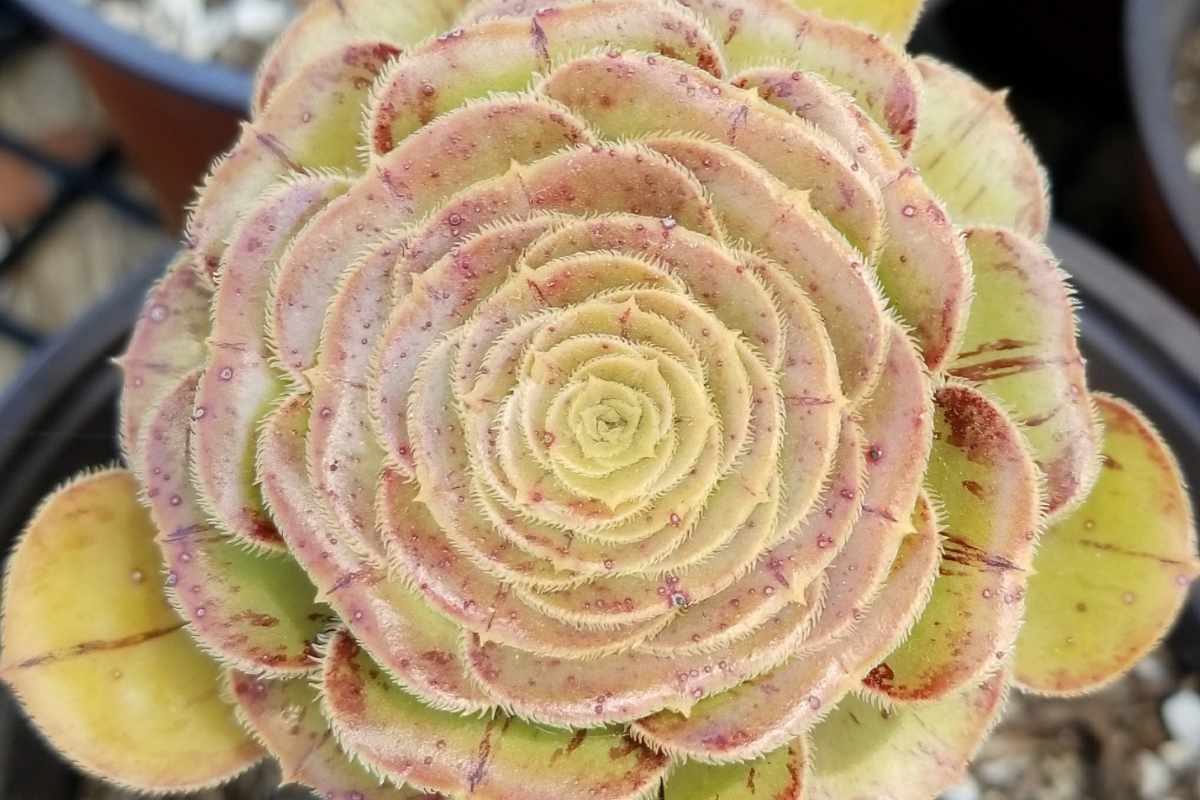 Aeonium: Comprehensive Care And Cultivation Guide (2023)