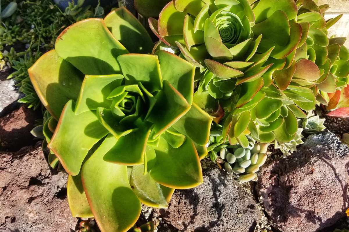 Aeonium: Comprehensive Care And Cultivation Guide (2023)