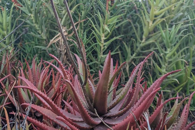 Differences Between Aloe And Cactus: A Comprehensive Guide On How To ...