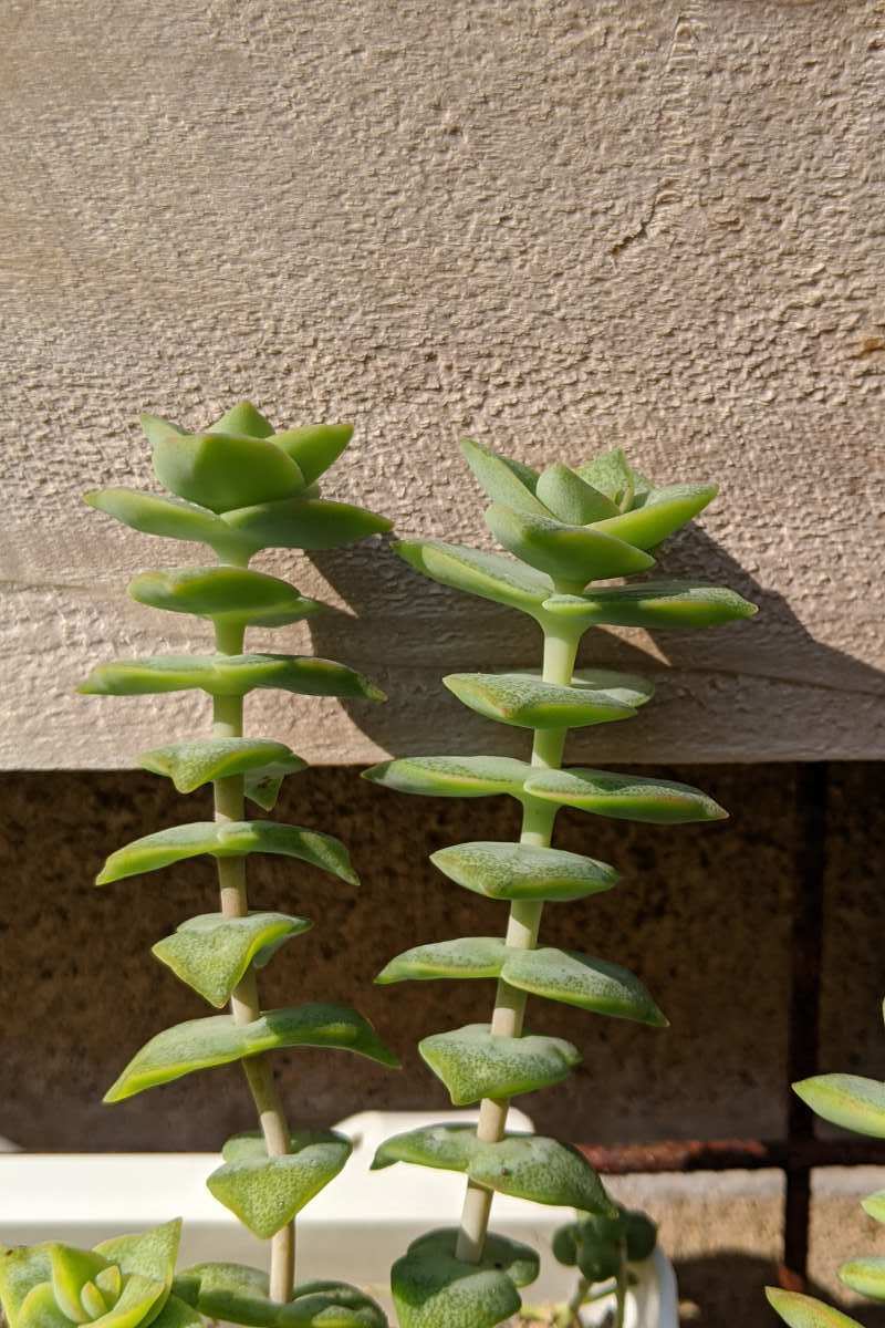 Crassula Perforata: Comprehensive Guide To 'String Of Buttons' Or ...