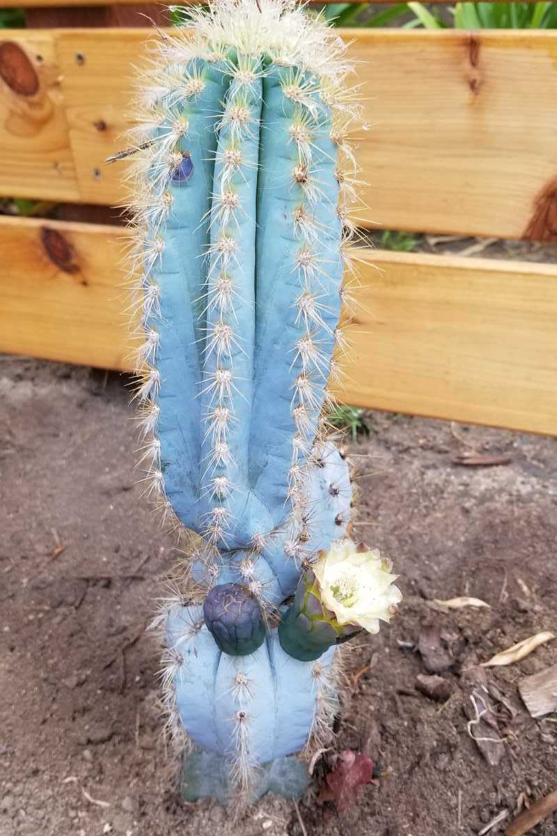 Cactus Watering Guide: Water Your Cacti Right To Survive