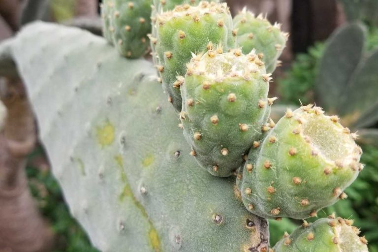 Cactus Watering Guide: Water Your Cacti Right To Survive
