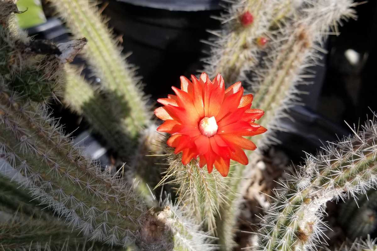 Cactus Watering Guide: Water Your Cacti Right To Survive