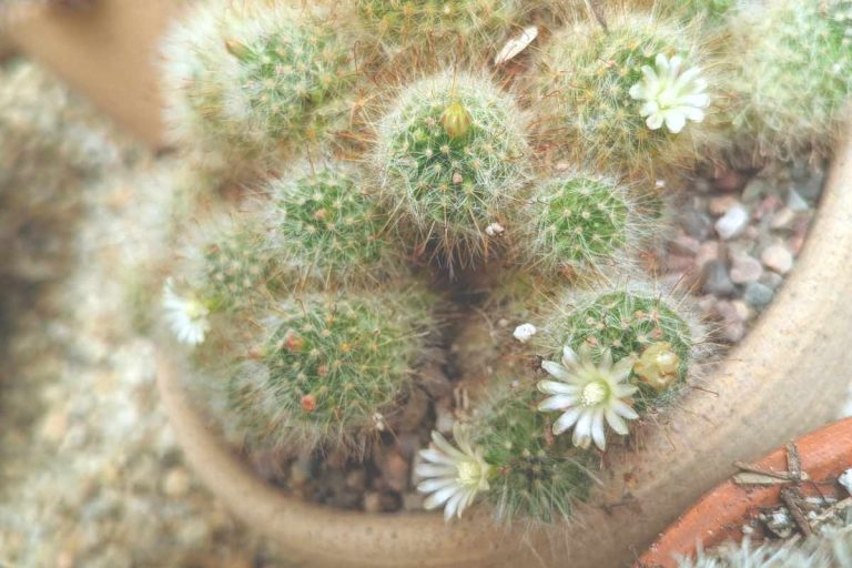 How To Tell If Your Cactus Needs Water: A Comprehensive Care Guide