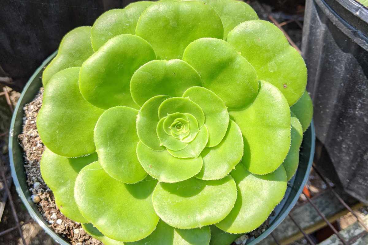Why Aeonium Succulents Lose Leaves: Complete Guide To Reasons And ...