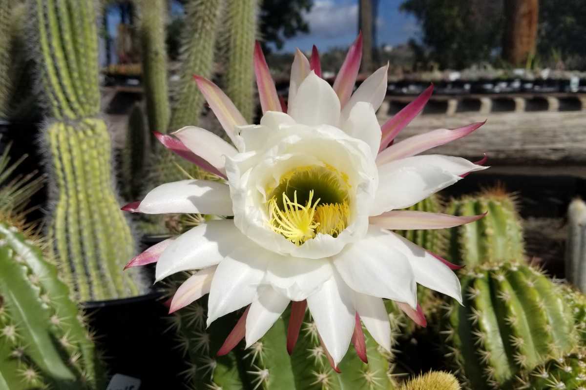 Cactus Watering Guide: Water Your Cacti Right To Survive