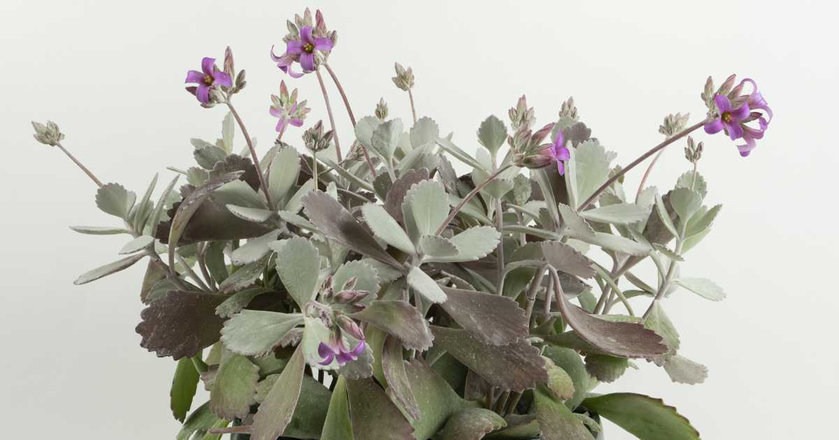 Comprehensive Guide To Kalanchoe Pumila 'Silver Flower Dust Plant'