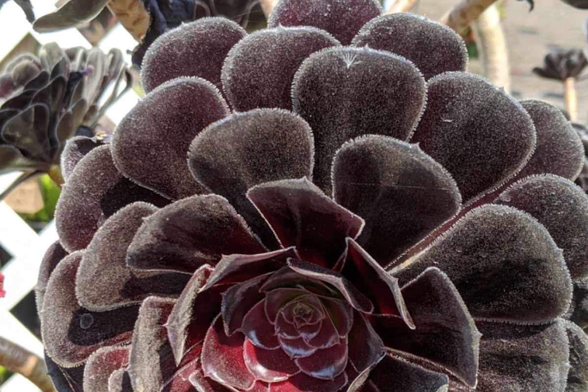 Aeonium: Comprehensive Care And Cultivation Guide (2023)