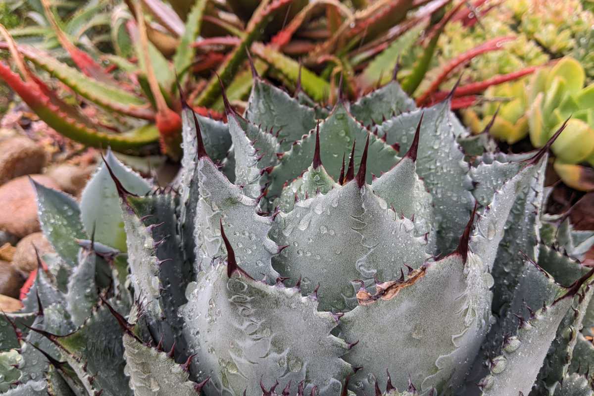 Agave And Aloe: Comprehensive Guide To How To Tell Them Apart
