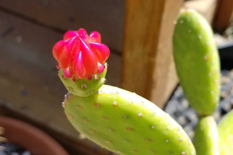 Cactus Watering Guide: Water Your Cacti Right To Survive
