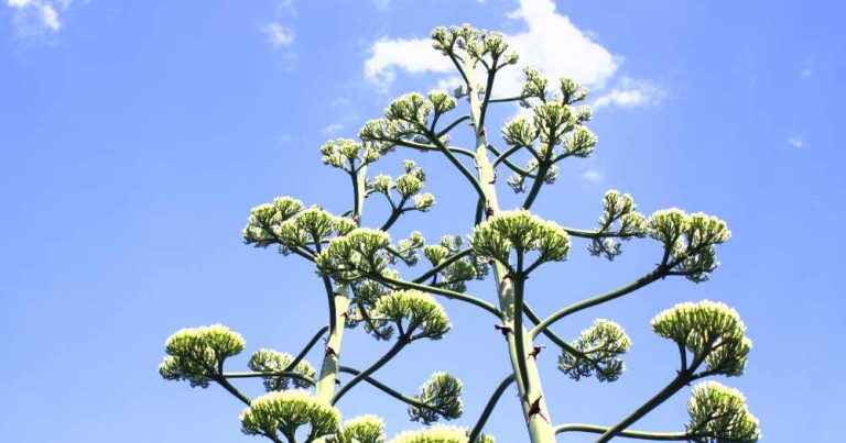 'Variegated Century Plant' (Agave Americana Variegata): A Comprehensive ...