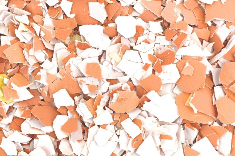 Crushed Eggshells As Fertilizer For Succulents: A Comprehensive Guide
