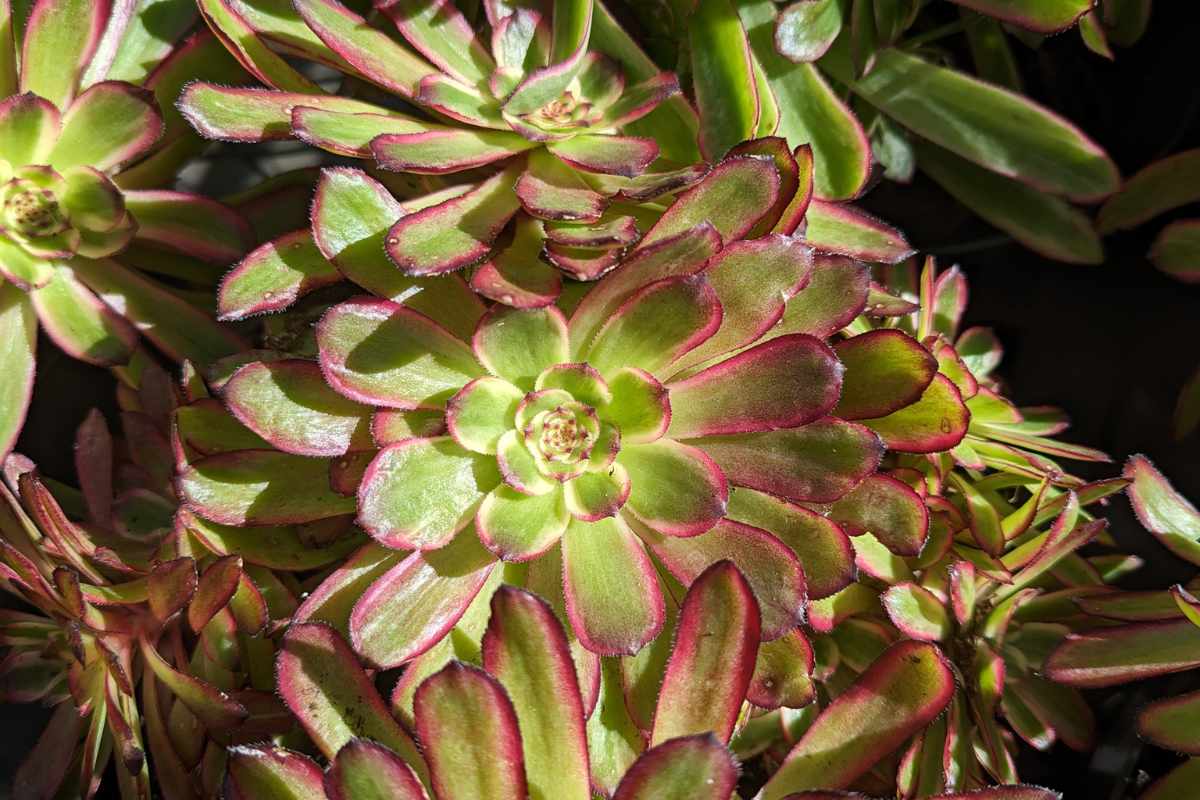 Aeonium: Comprehensive Care And Cultivation Guide (2023)