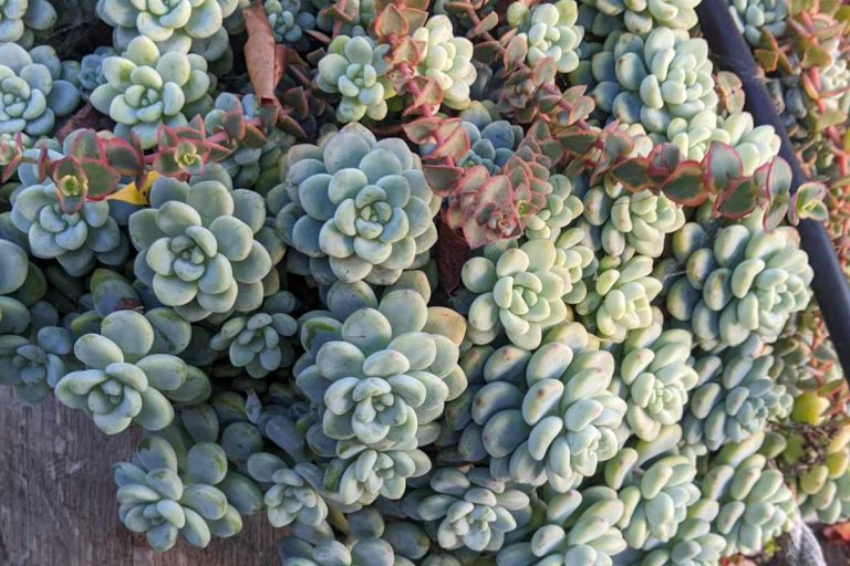 Sedum Clavatum 'Tiscalatengo Gorge Sedum': A Comprehensive Succulent ...