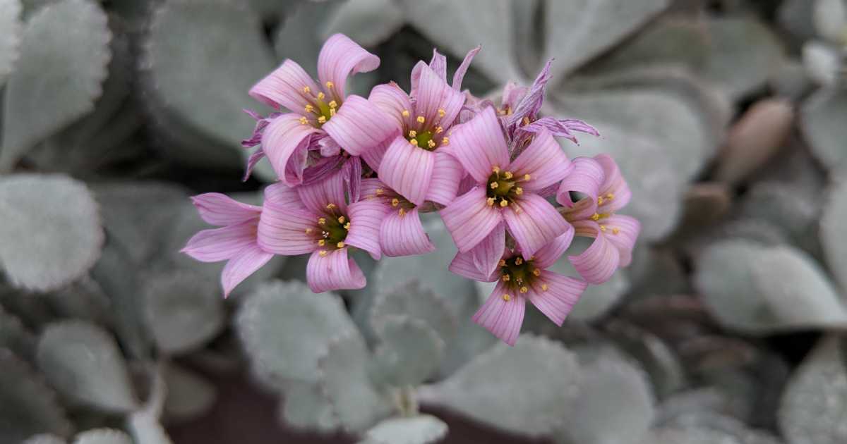 Comprehensive Guide To Kalanchoe Pumila 'Silver Flower Dust Plant'