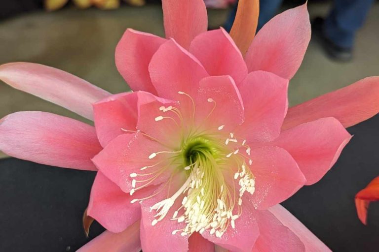 Exploring Cactus Roots: An Important Part Of Their Survival In The ...