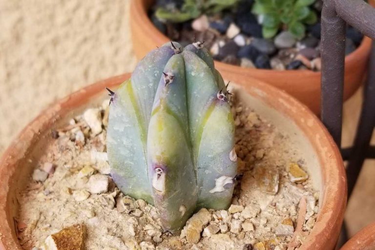 Cactus Watering Guide: Water Your Cacti Right To Survive