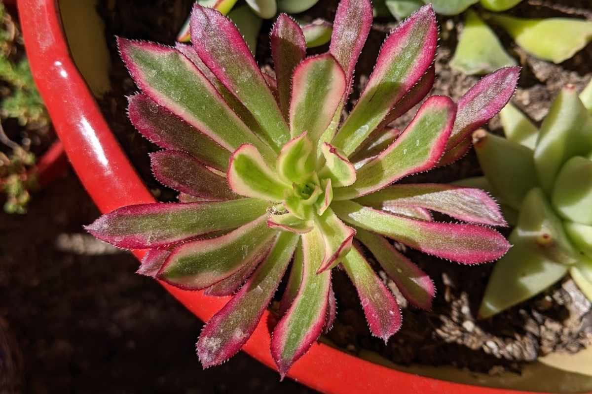 Aeonium: Comprehensive Care And Cultivation Guide (2023)
