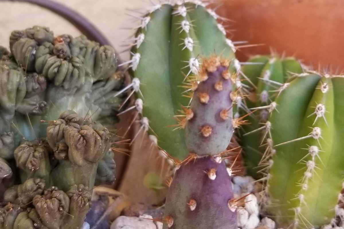 Cactus Watering Guide: Water Your Cacti Right To Survive