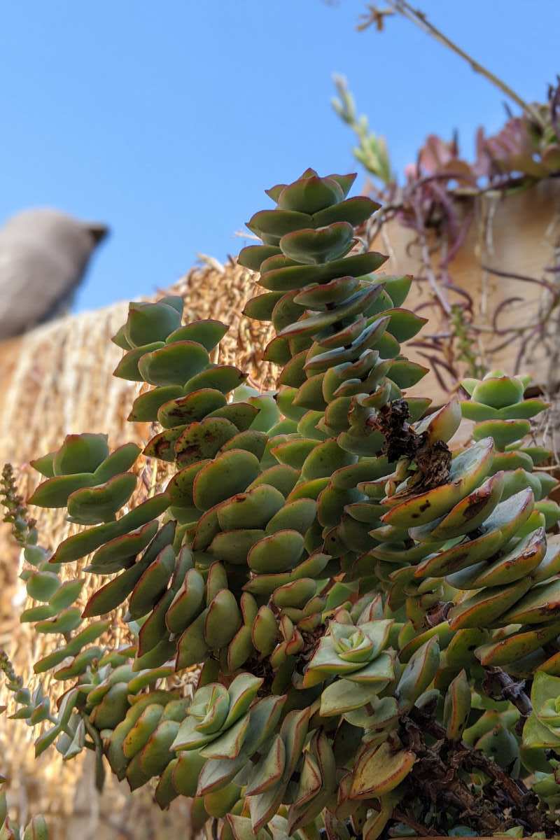 Crassula Perforata: Comprehensive Guide To 'String Of Buttons' Or ...