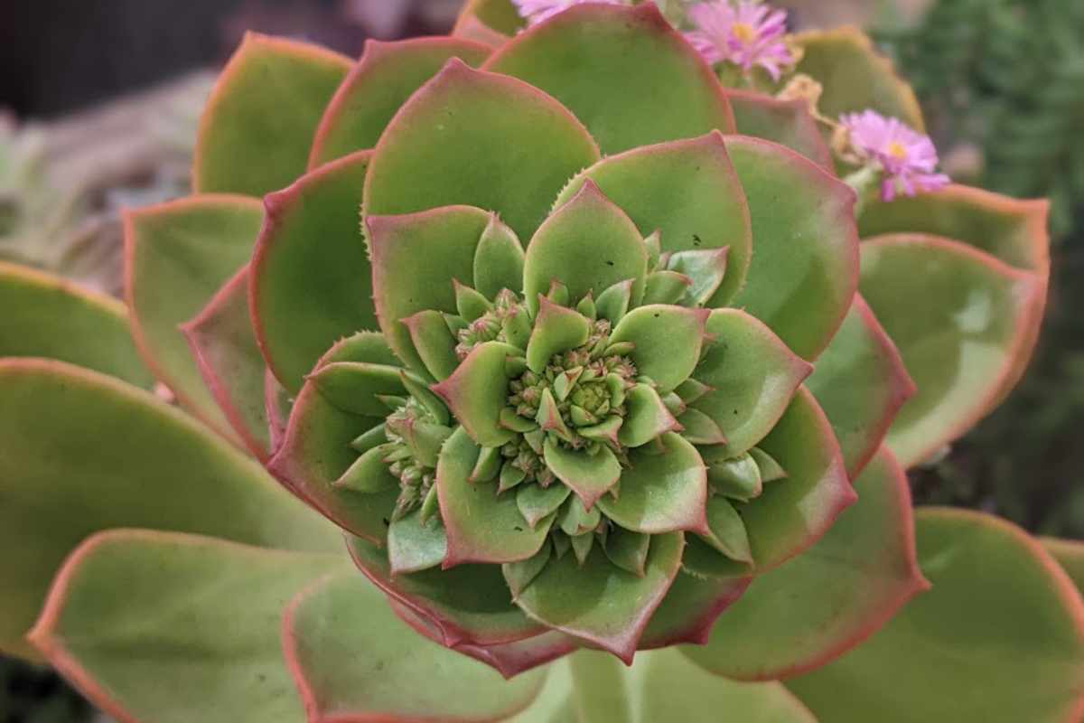 Aeonium: Comprehensive Care And Cultivation Guide (2023)