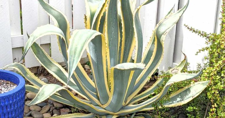 'Variegated Century Plant' (Agave Americana Variegata): A Comprehensive ...