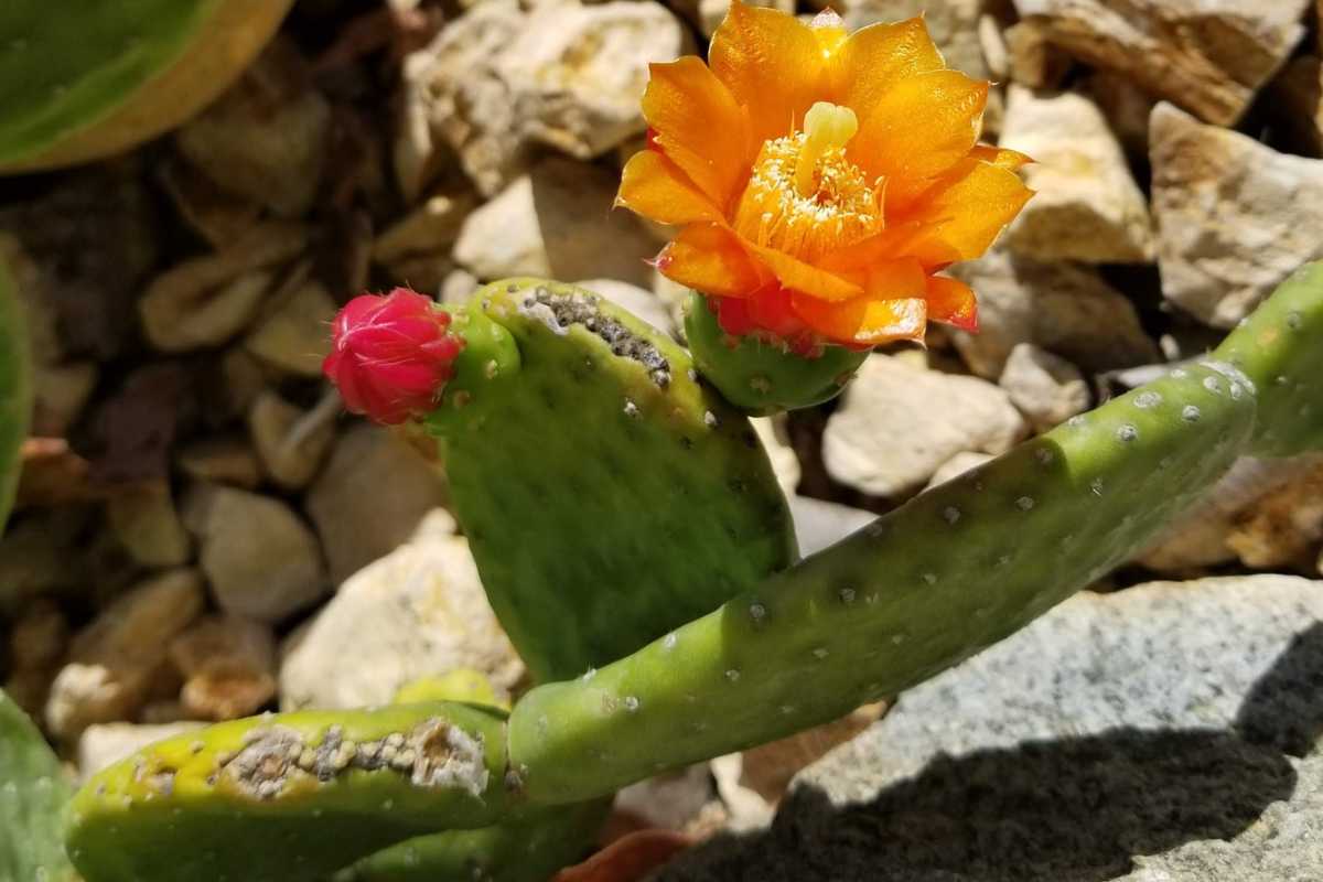 Cactus Watering Guide: Water Your Cacti Right To Survive