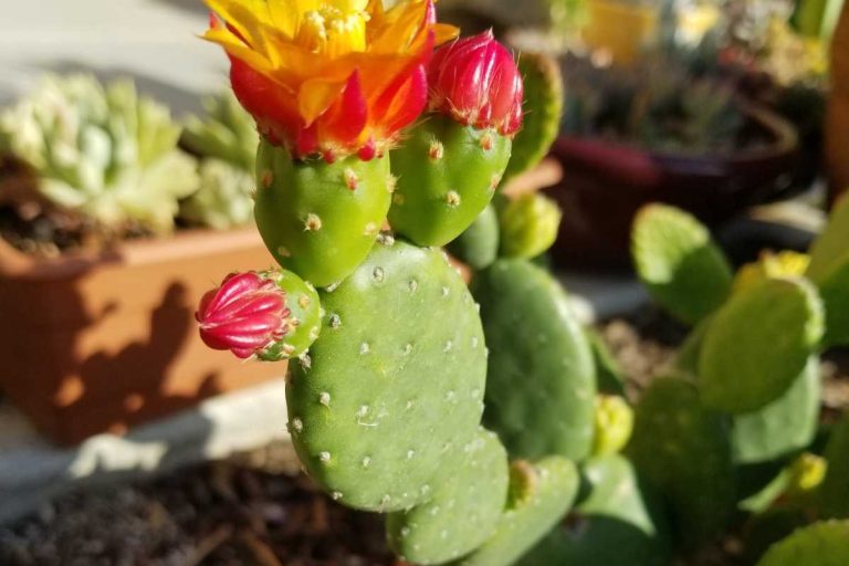 Cactus Watering Guide: Water Your Cacti Right To Survive