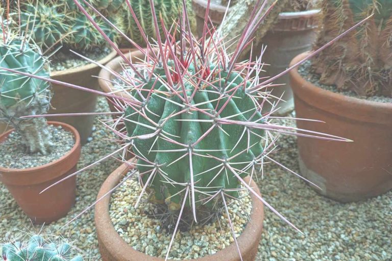 How To Tell If Your Cactus Needs Water: A Comprehensive Care Guide