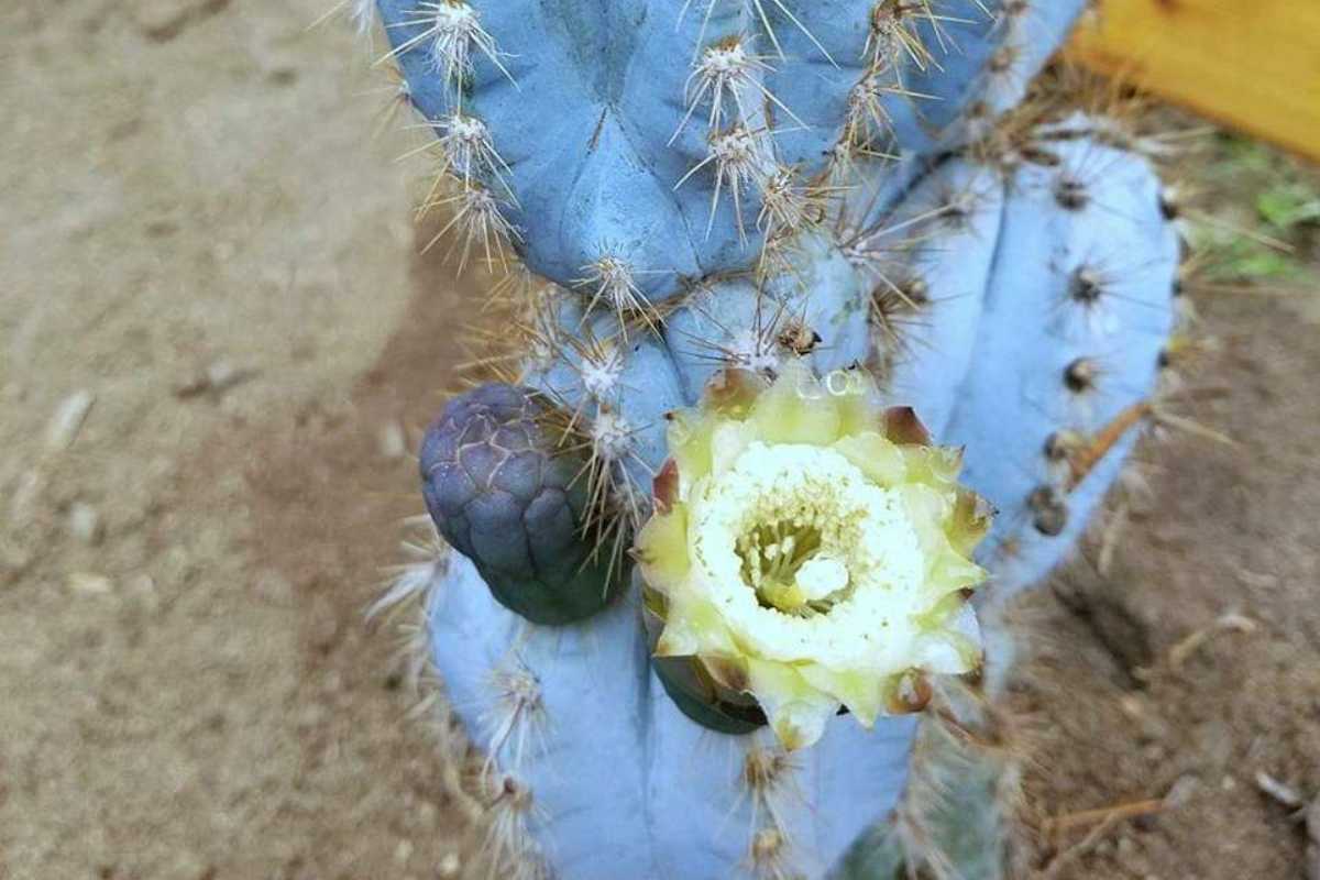 Cactus Watering Guide: Water Your Cacti Right To Survive