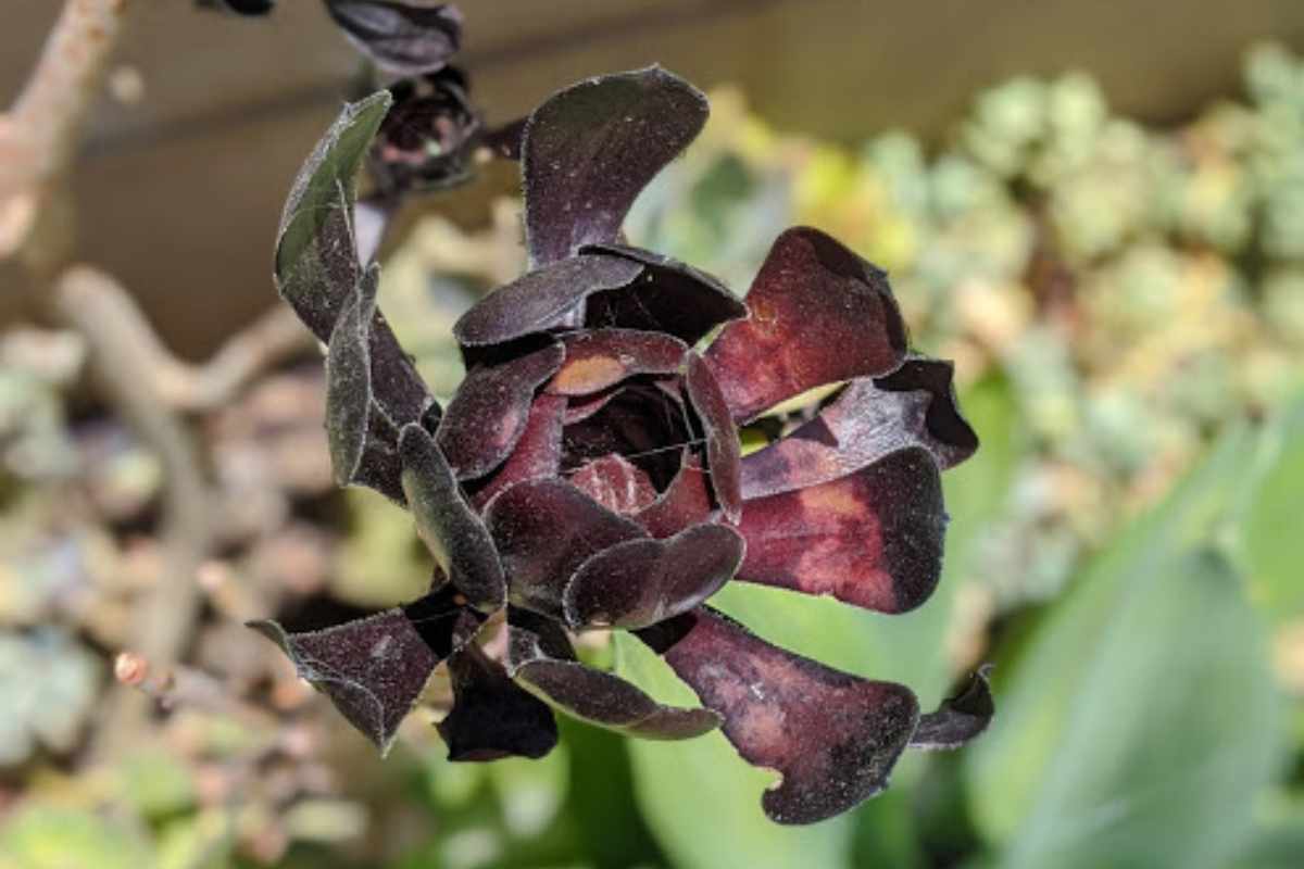 Aeonium: Comprehensive Care And Cultivation Guide (2023)