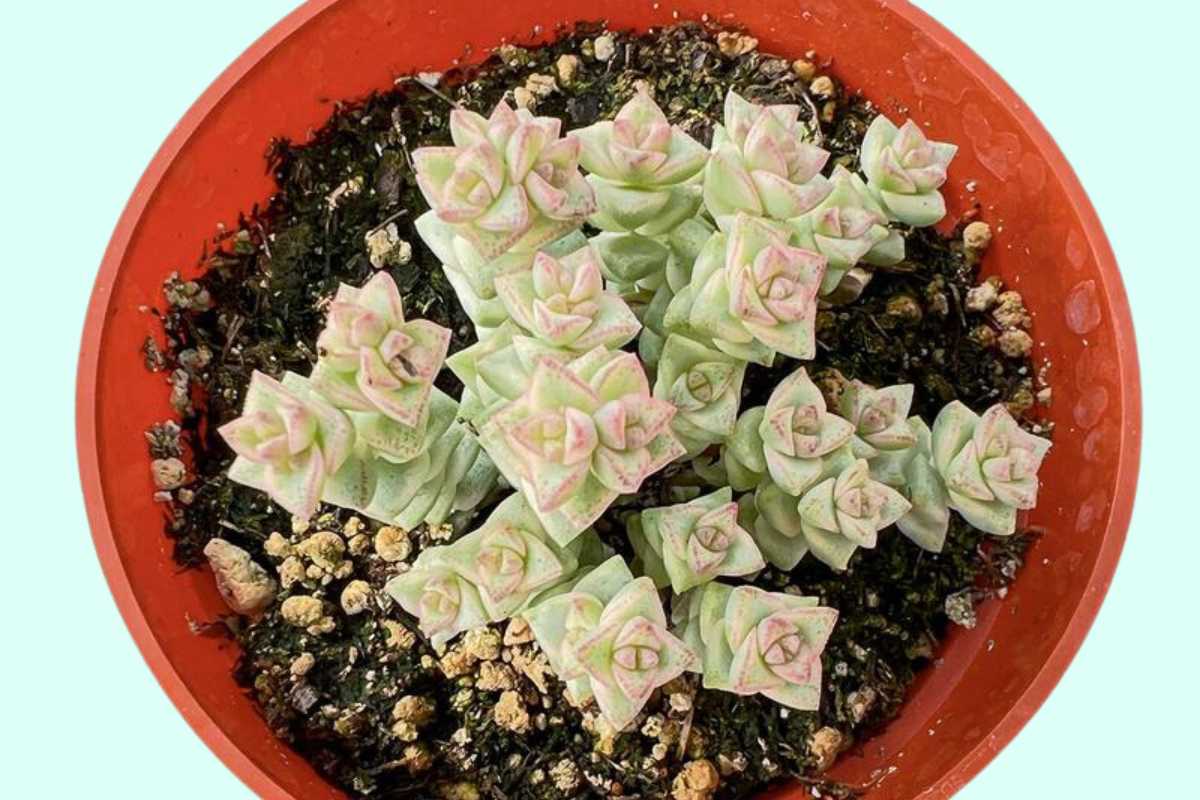 9 Rare Variegated Succulents To Buy NOW To Grow Your Interesting Collection