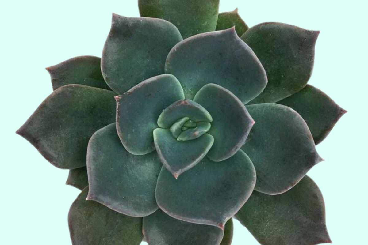 5 Royal Succulents You Can Buy NOW To Grow Your Succulent Kingdom