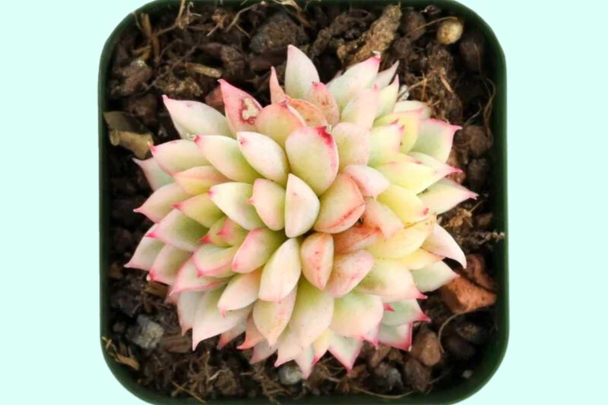 9 Rare Variegated Succulents To Buy NOW To Grow Your Interesting Collection