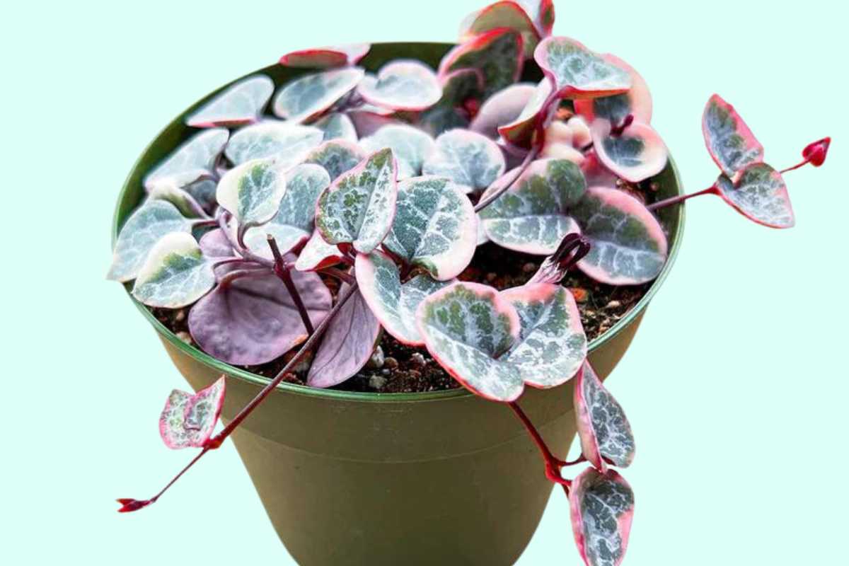 9 Rare Variegated Succulents To Buy NOW To Grow Your Interesting Collection