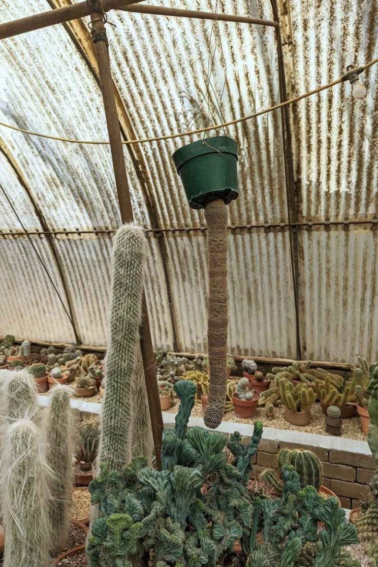 Why Is My Cactus Leaning To The Side? 6 Common Causes And Simple Solutions