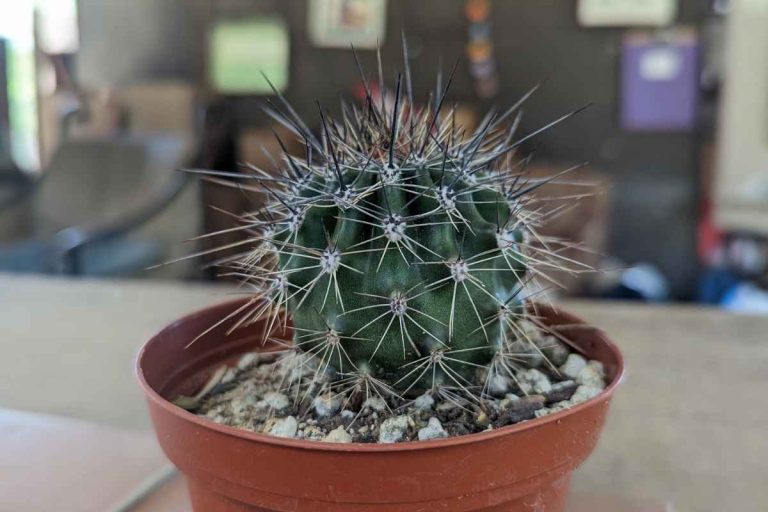 Why Is My Cactus Leaning To The Side? 6 Common Causes And Simple Solutions