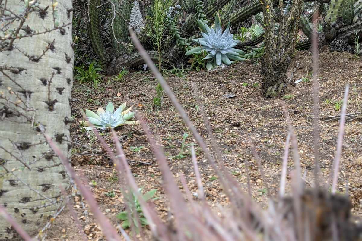Dudleya: A Comprehensive Guide To Care And Conservation