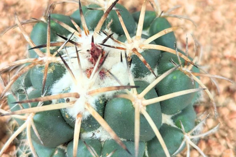 Coryphantha Pycnacantha